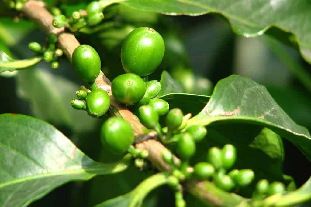 Você sabia que o grão de café verde pode ser um grande aliado para a ...